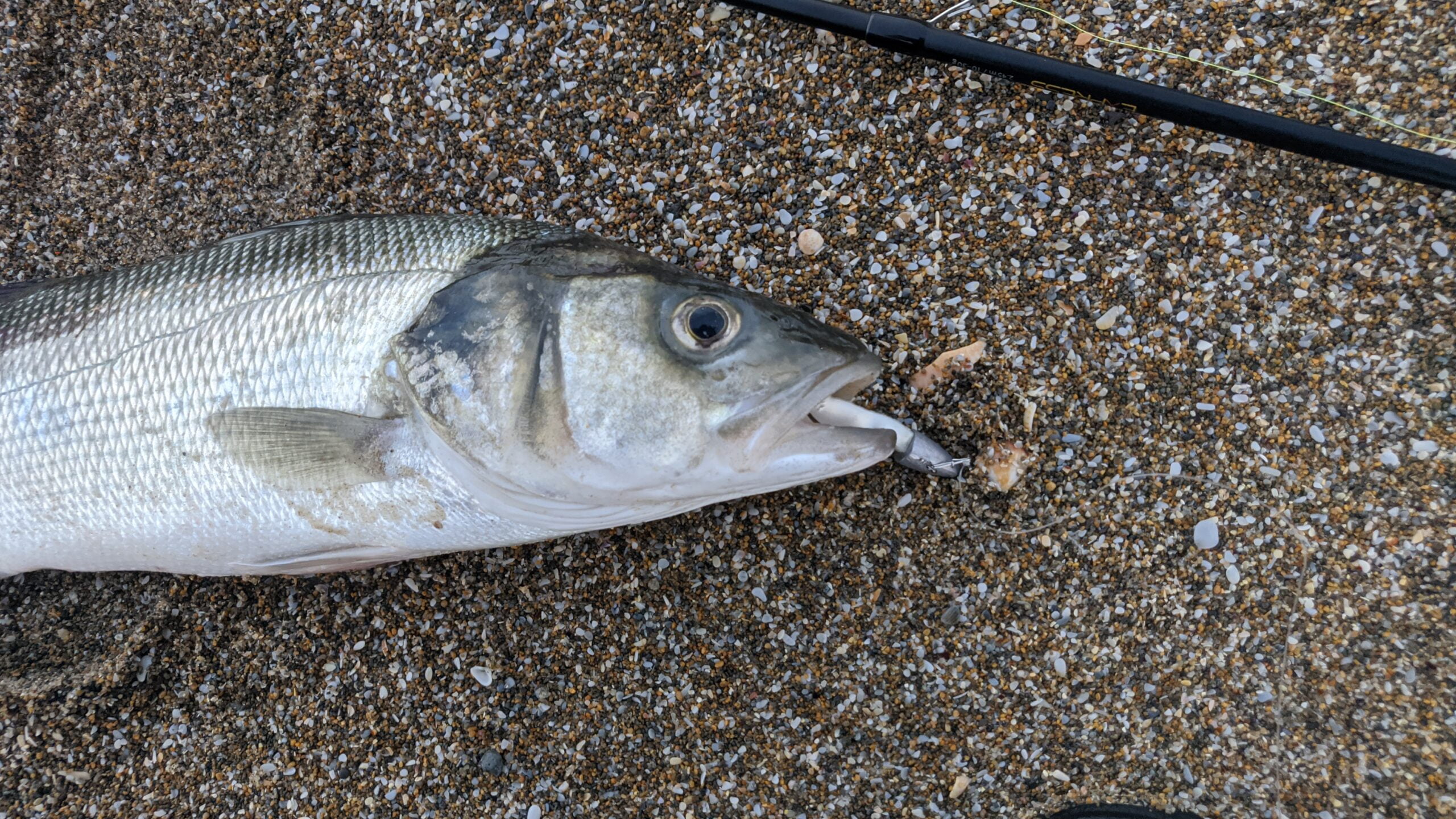 עמוד הבית של הדייגים - Israel Fishing
