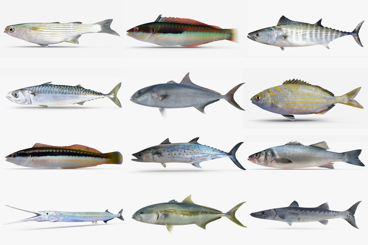 כתבות - Israel Fishing