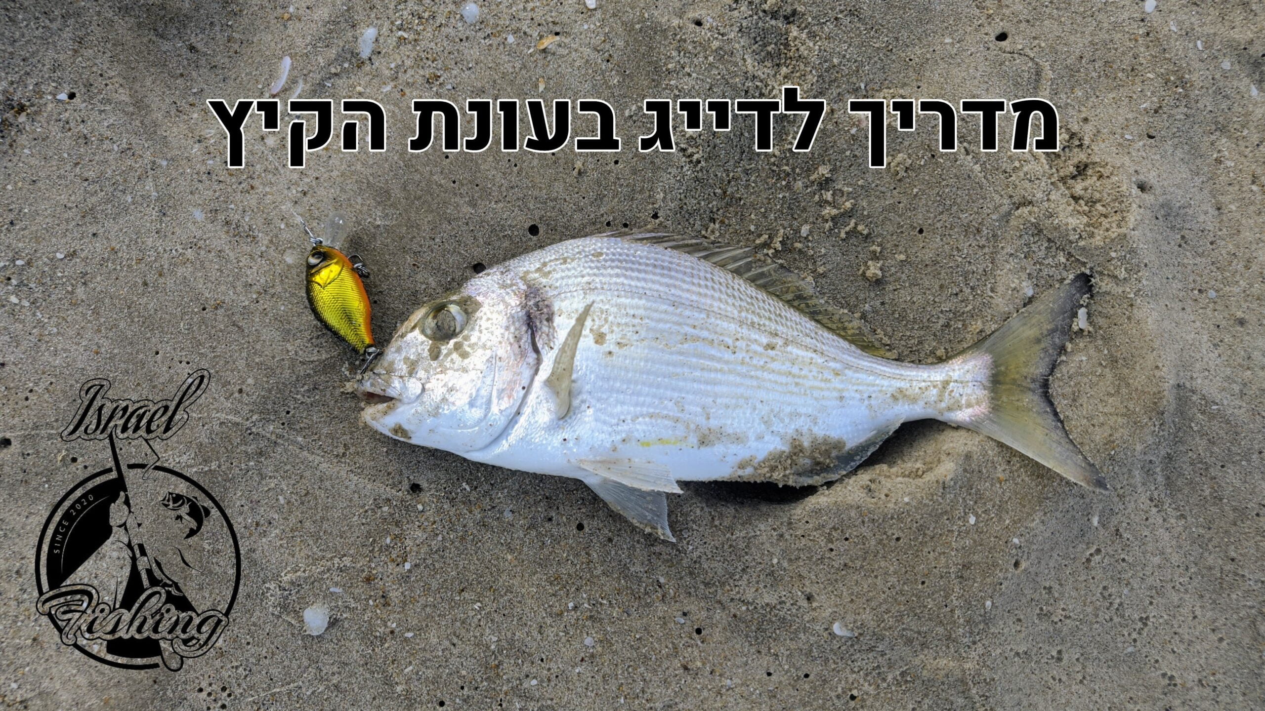 הבית של הדייגים israelfishing - ציוד דייג - מדריכי דייג - דייגים ודגים ...